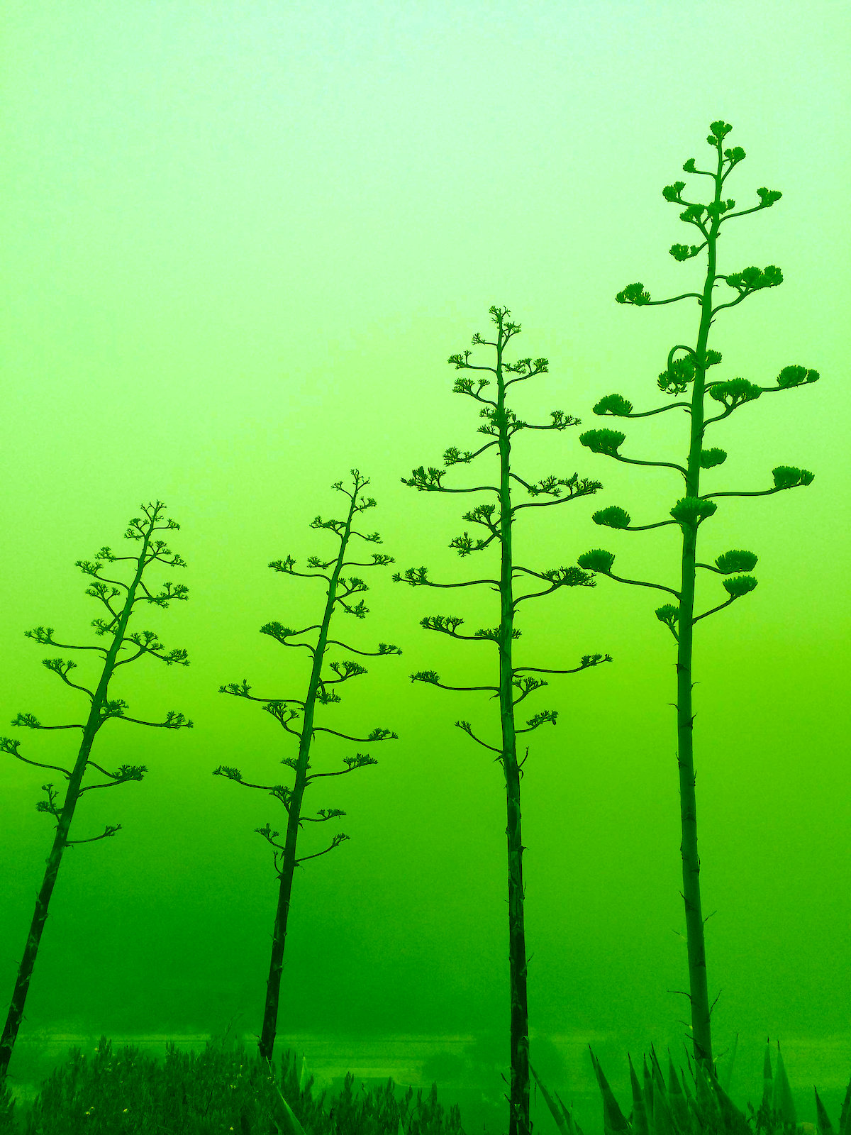 INOSCULATION — LE STUDIO Film und Bühne